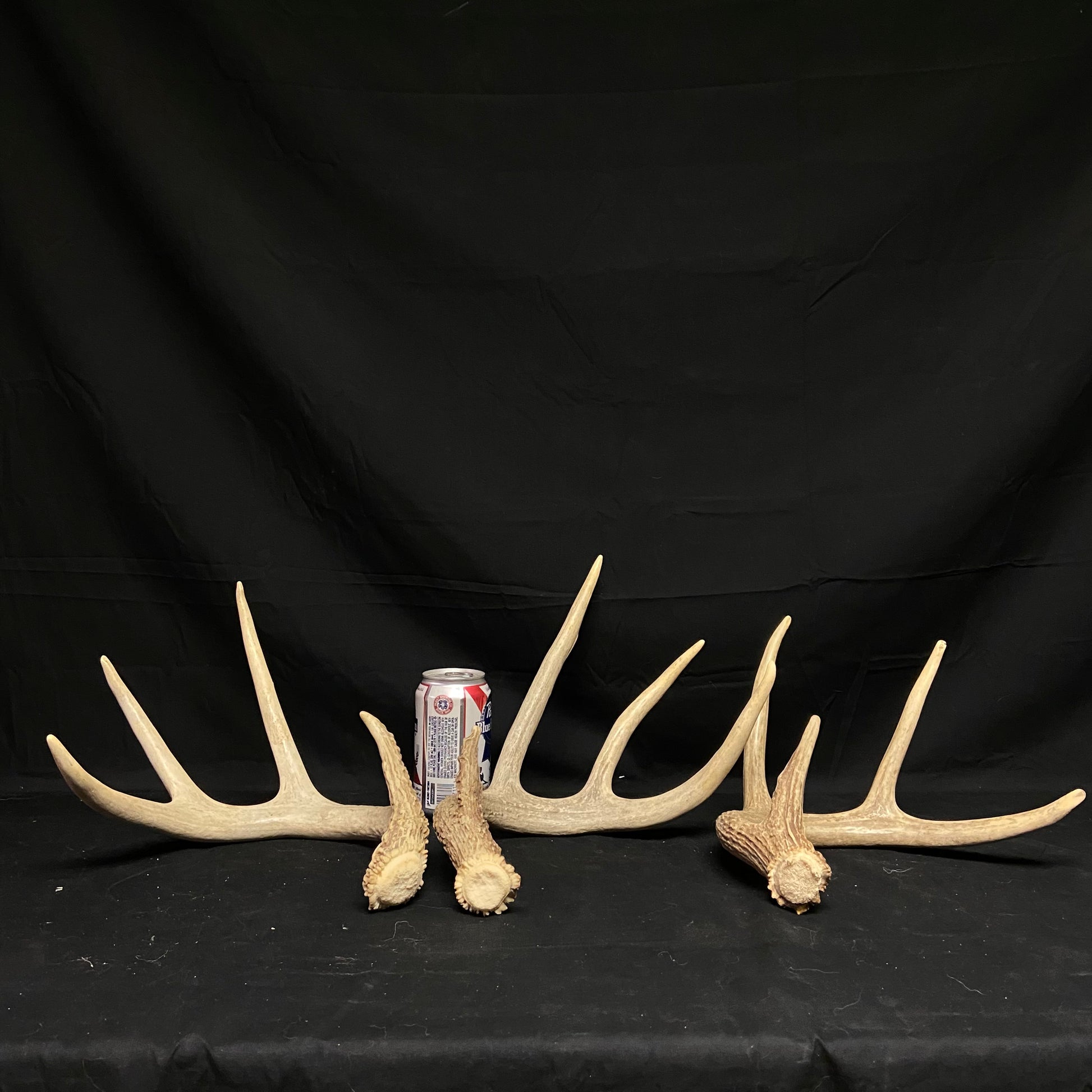 (3 Pack) 4 Point Antlers – The Antler Outlet