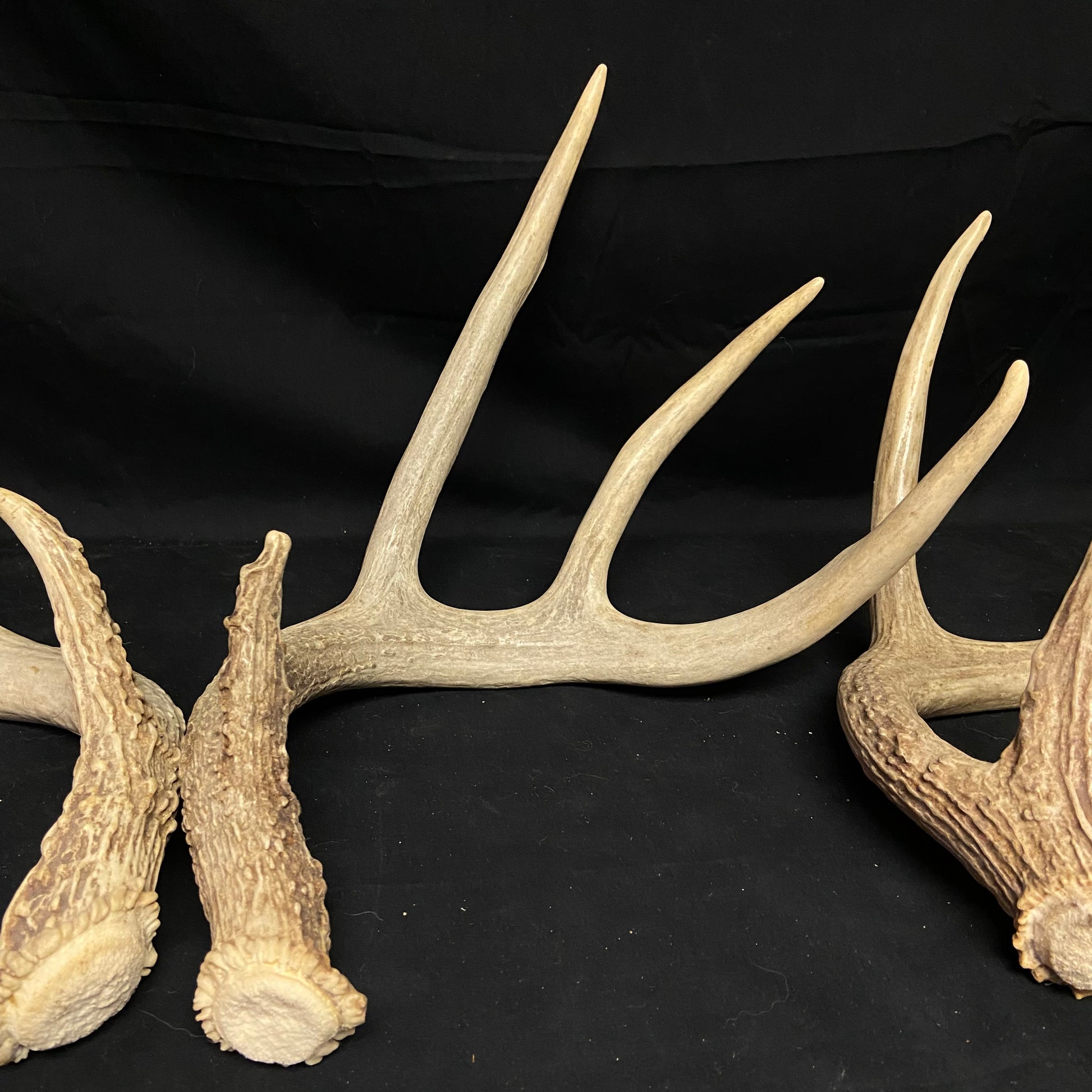 (3 Pack) 4 Point Antlers – The Antler Outlet