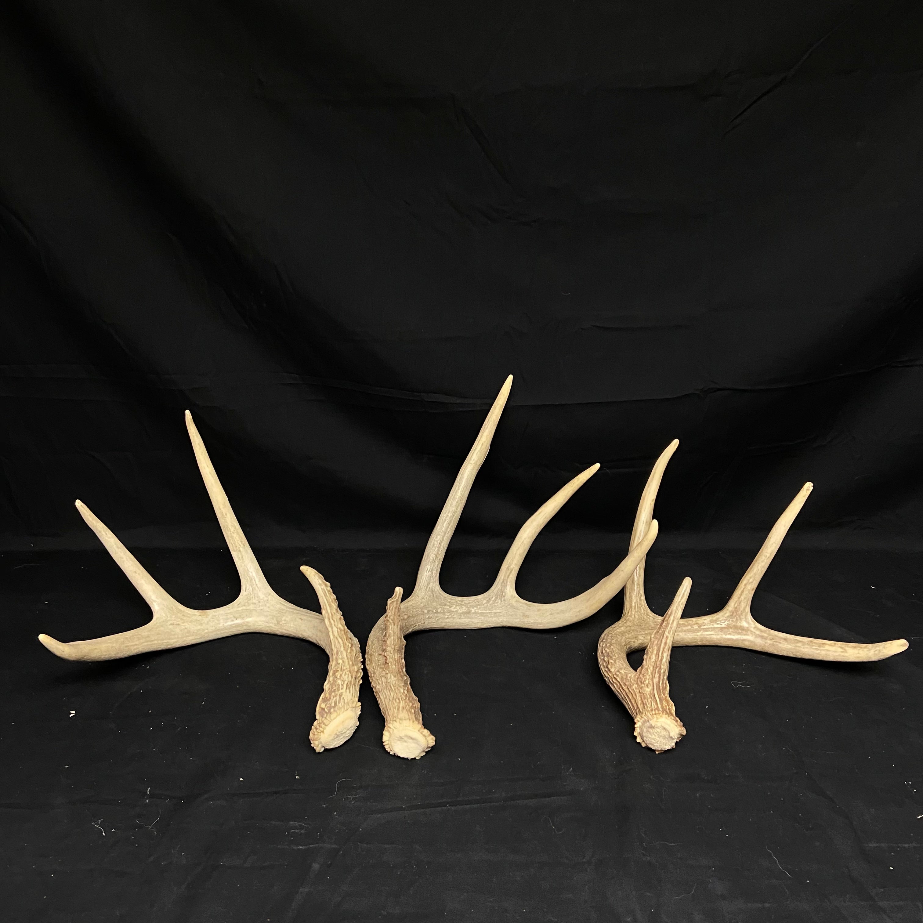(3 Pack) 4 Point Antlers – The Antler Outlet