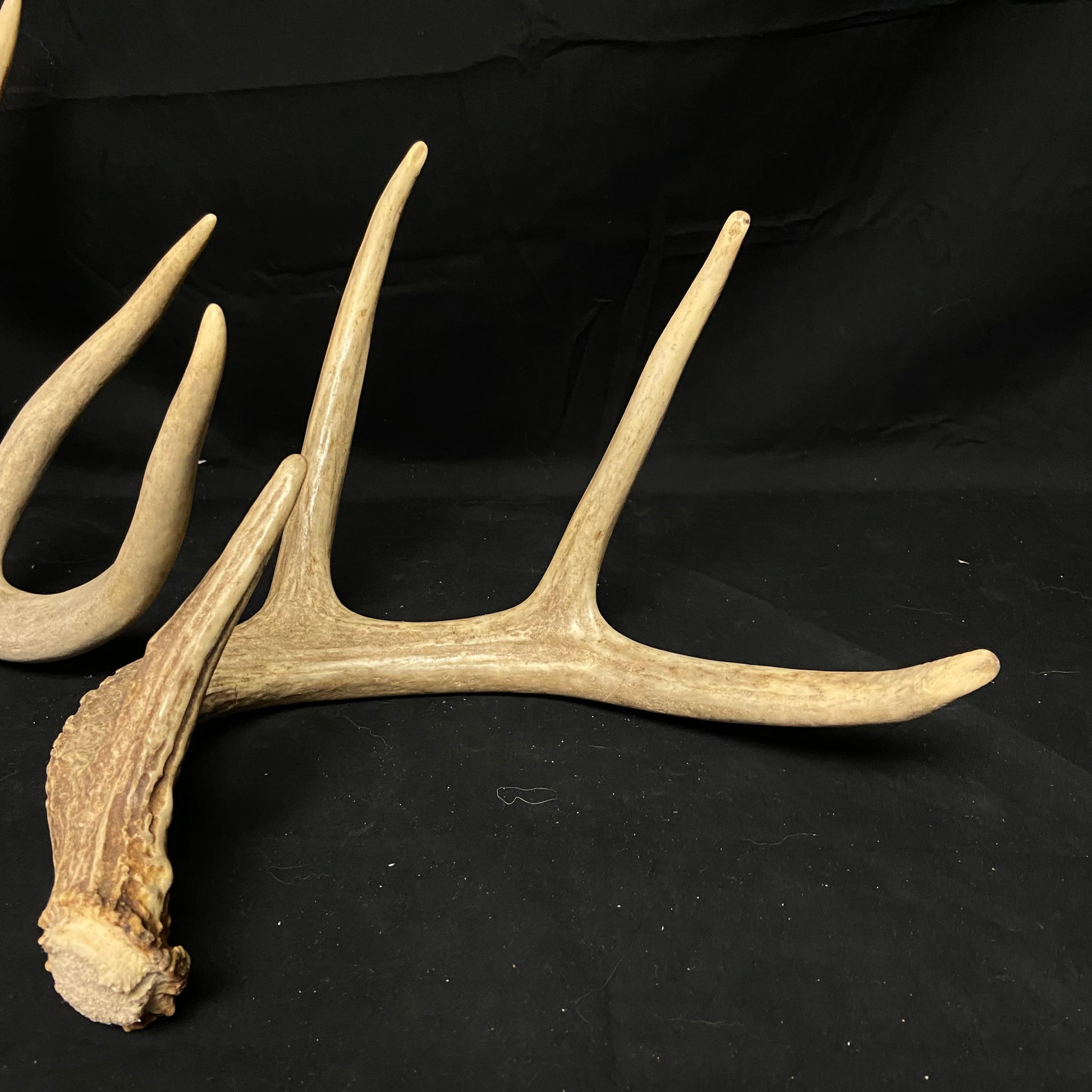(3 Pack) 4 Point Antlers – The Antler Outlet
