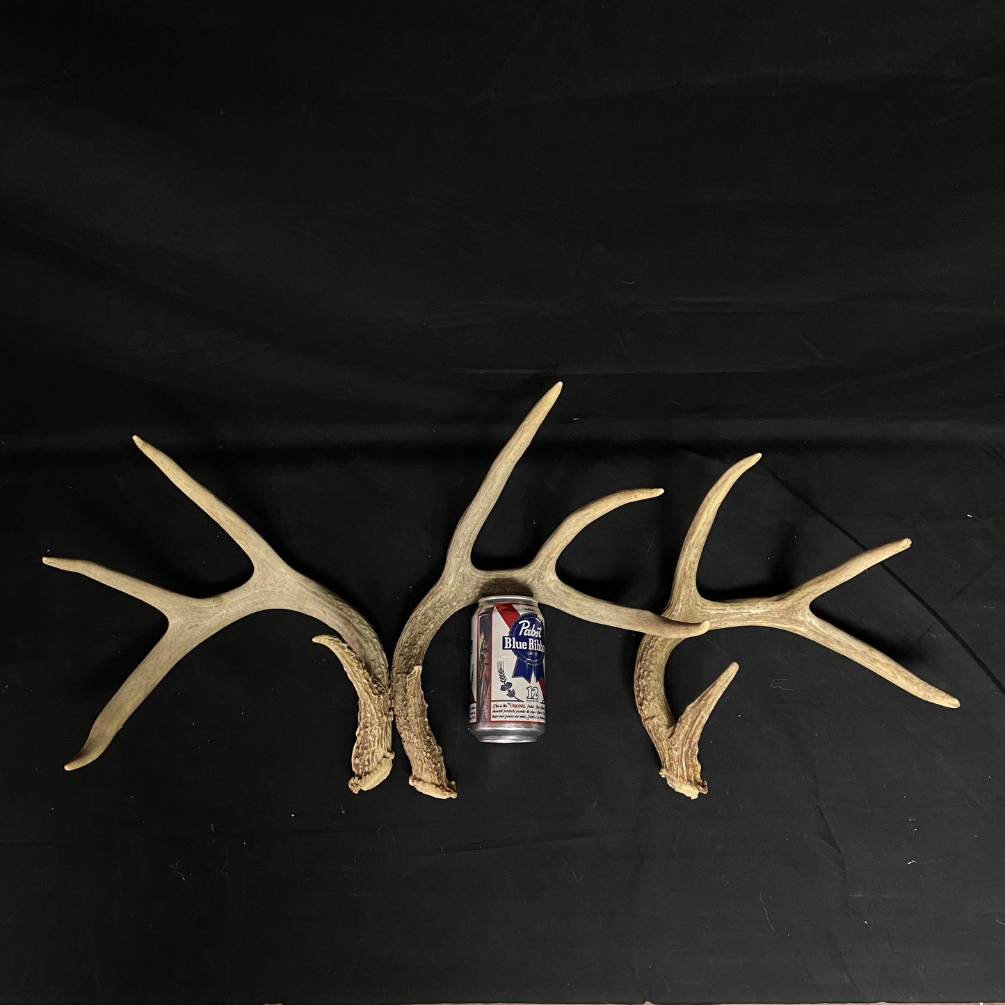 (3 Pack) 4 Point Antlers – The Antler Outlet