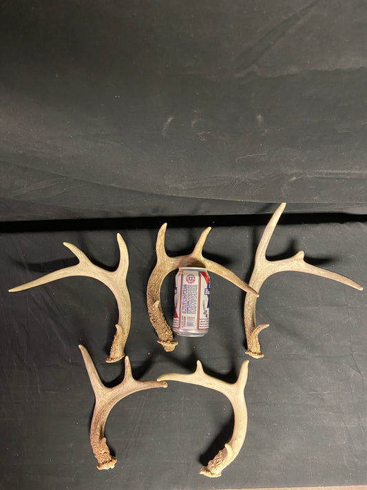 The Antler Outlet