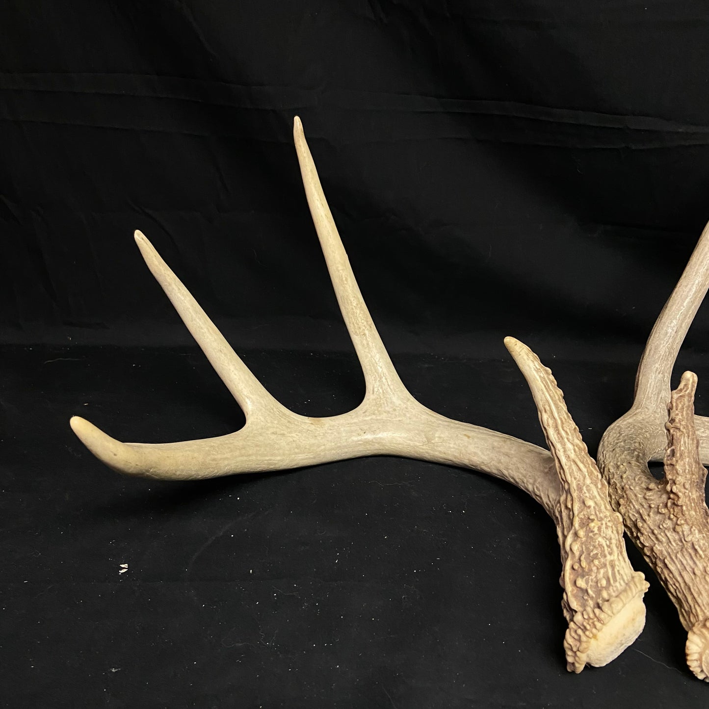 (3 Pack) 4 Point Antlers – The Antler Outlet