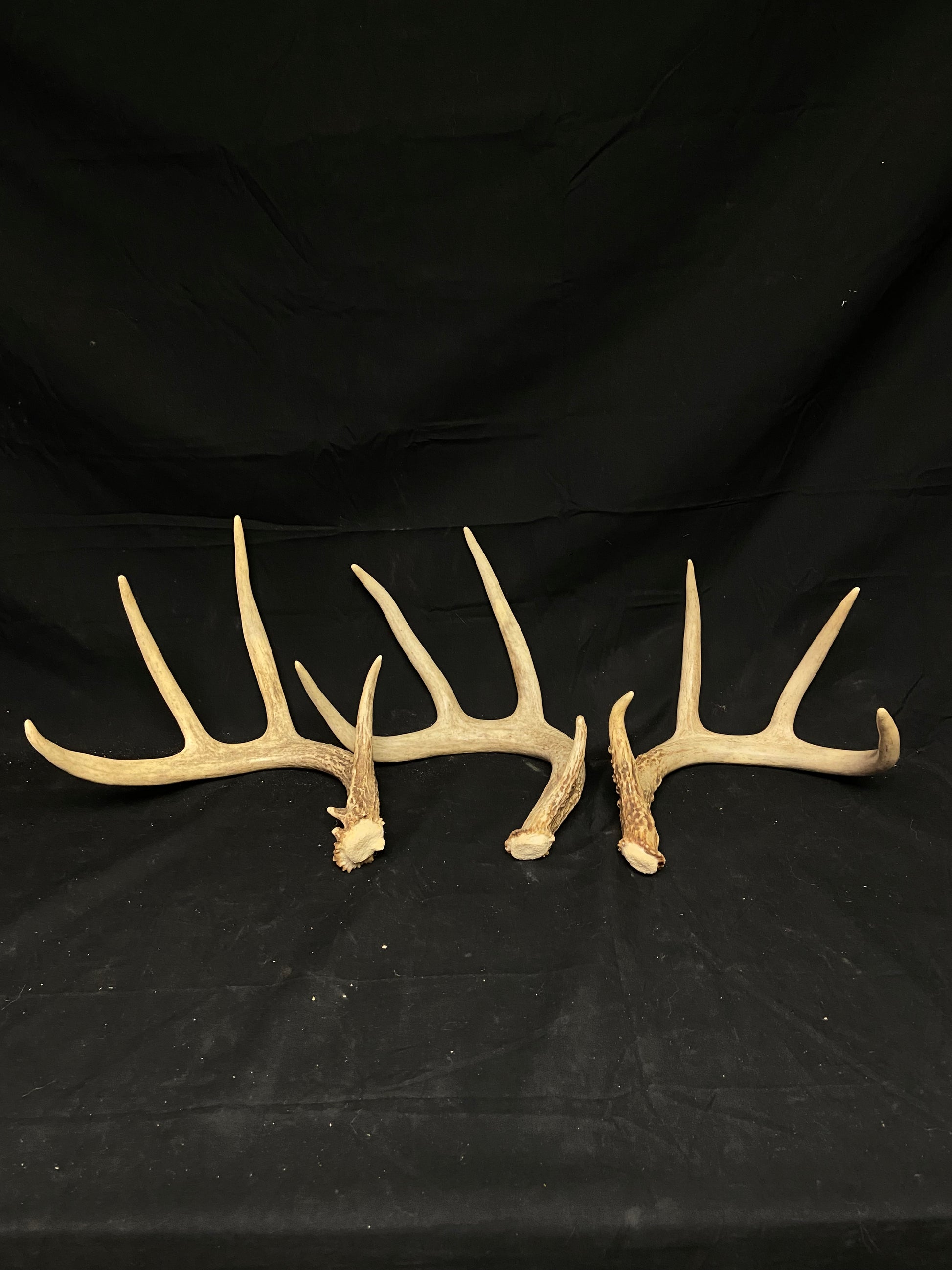 (3 Pack) 4 Point Antlers – The Antler Outlet