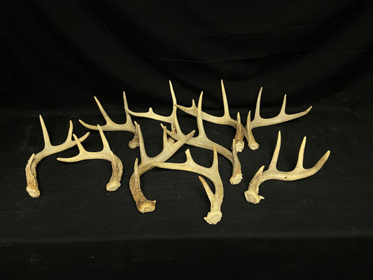Bulk Antlers – The Antler Outlet